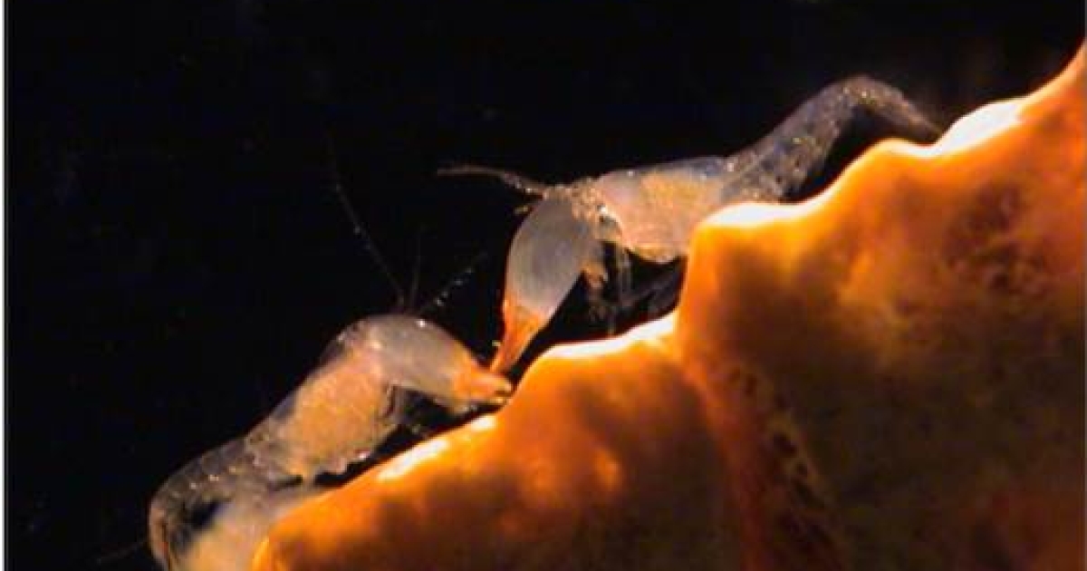 Nat Geo Documentary Highlights Professor’s Research